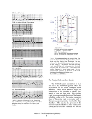Heart physiology, blood physiology | PDF
