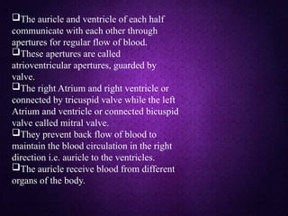 CARDIAC ANATOMY AND PHYSIOLOGY OF HUMAN BODY.pptx