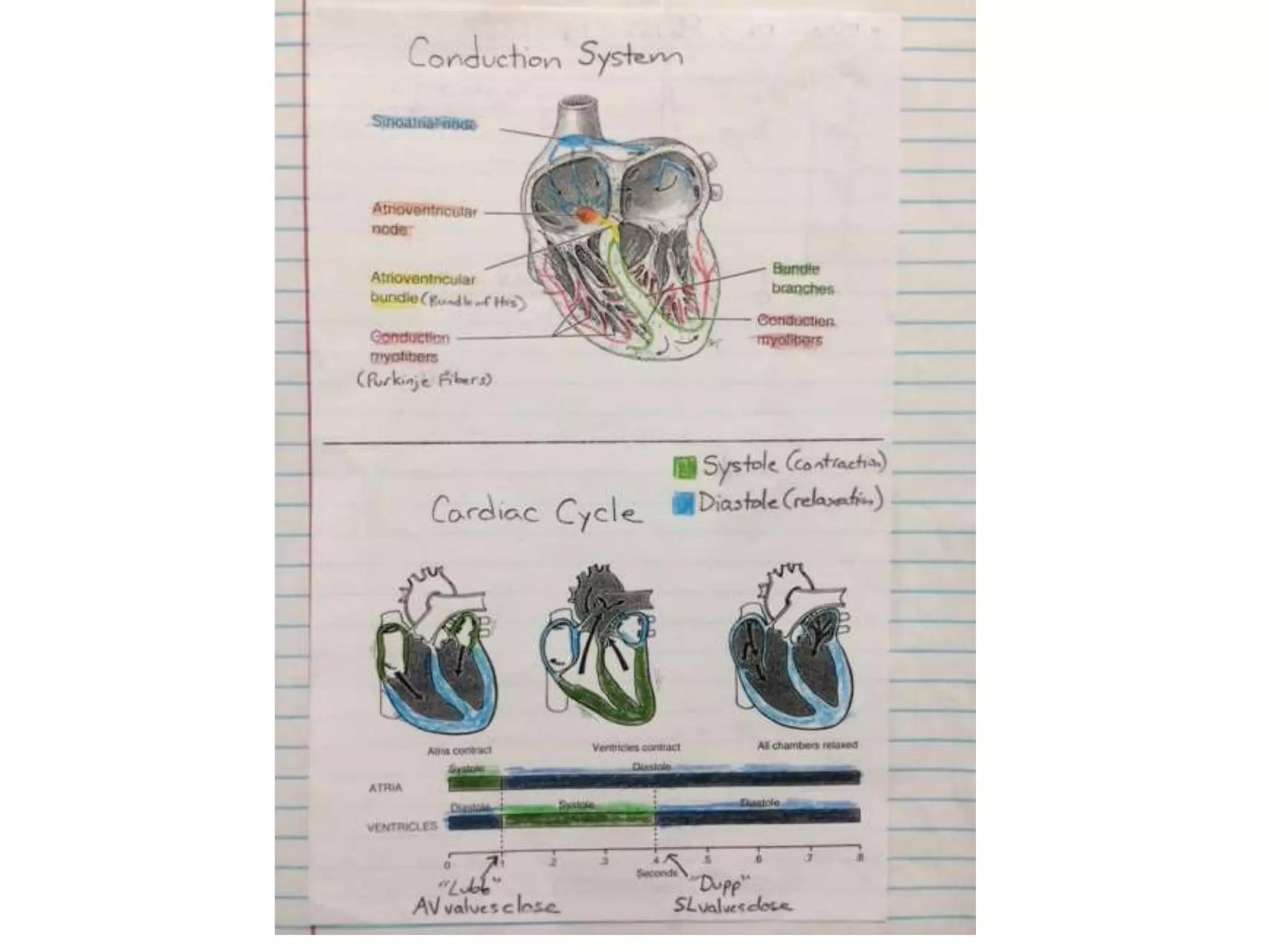 Heart physiology diagrams | PPT