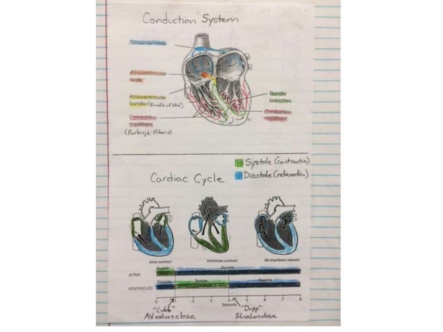 Heart physiology diagrams | PPT