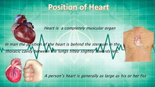 Heart | PPTX