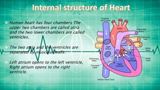 Heart | PPT