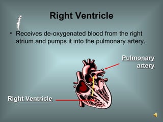 Heart Presentation | PPT