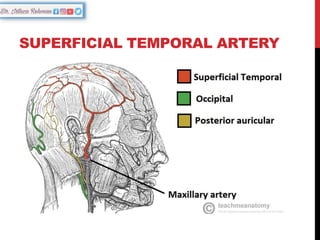 Superficial Temporal Artery Pulse