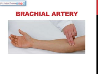 Brachial Artery Pulse
