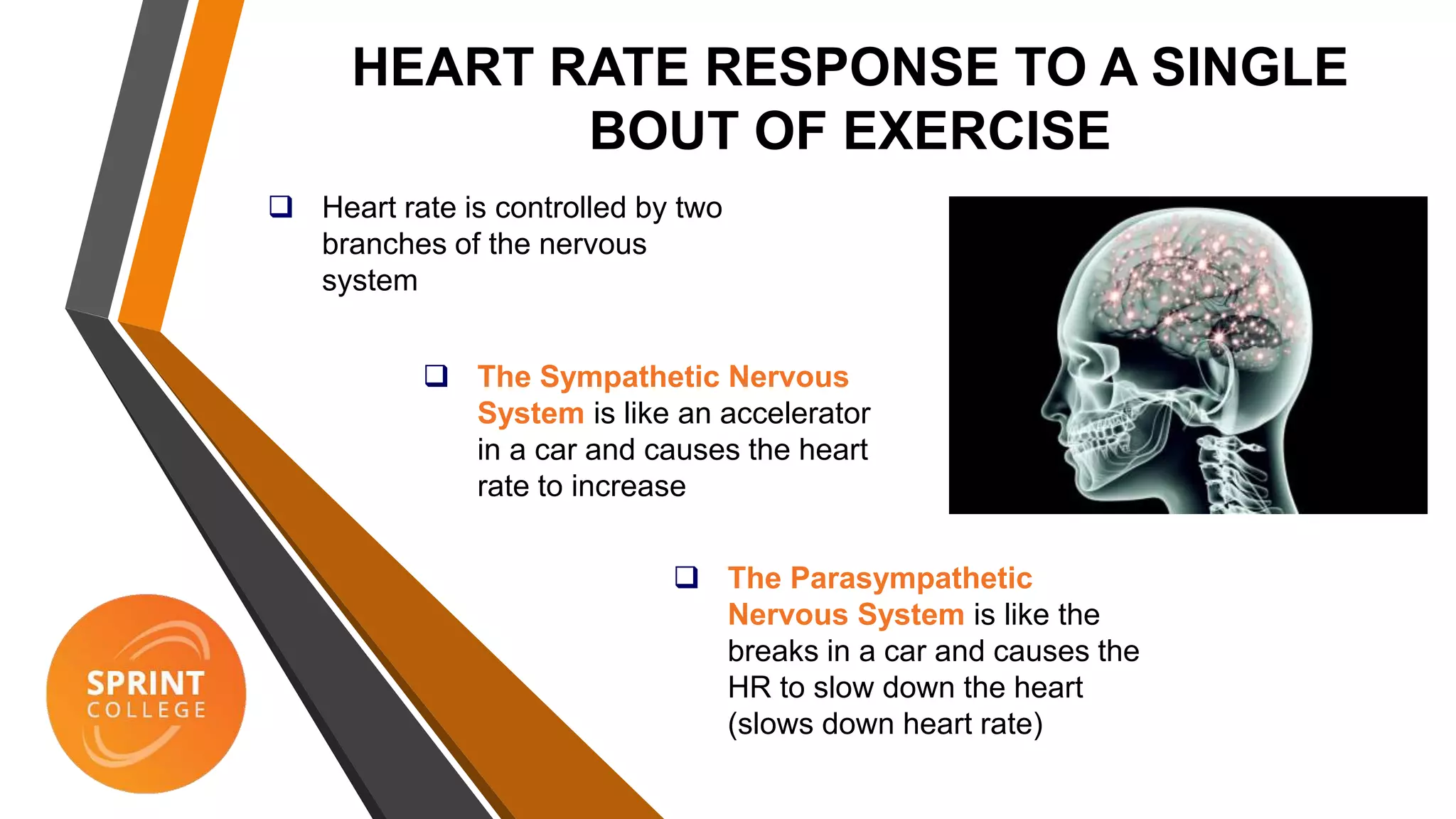 Heart rate response during exercise and heart rate monitors | PPT