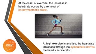 Heart rate response during exercise and heart rate monitors | PPTX