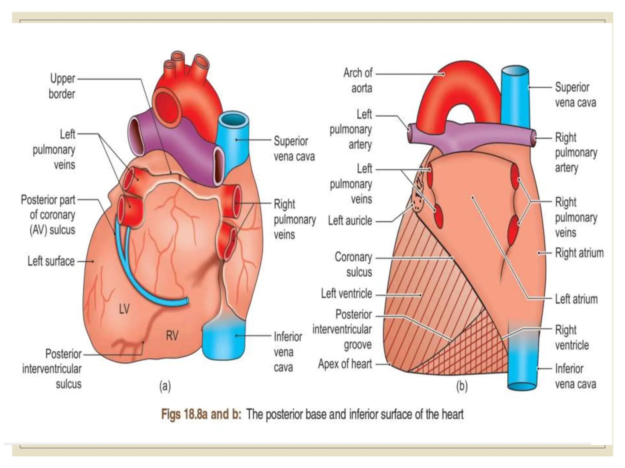 HEART & RIGHT ATRIUM - Hardik Saini.pptx