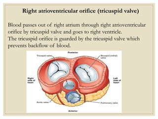 HEART & RIGHT ATRIUM - Hardik Saini.pptx