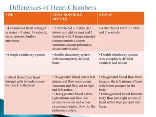 vertebrates hearts and hemocytes function | PPTX