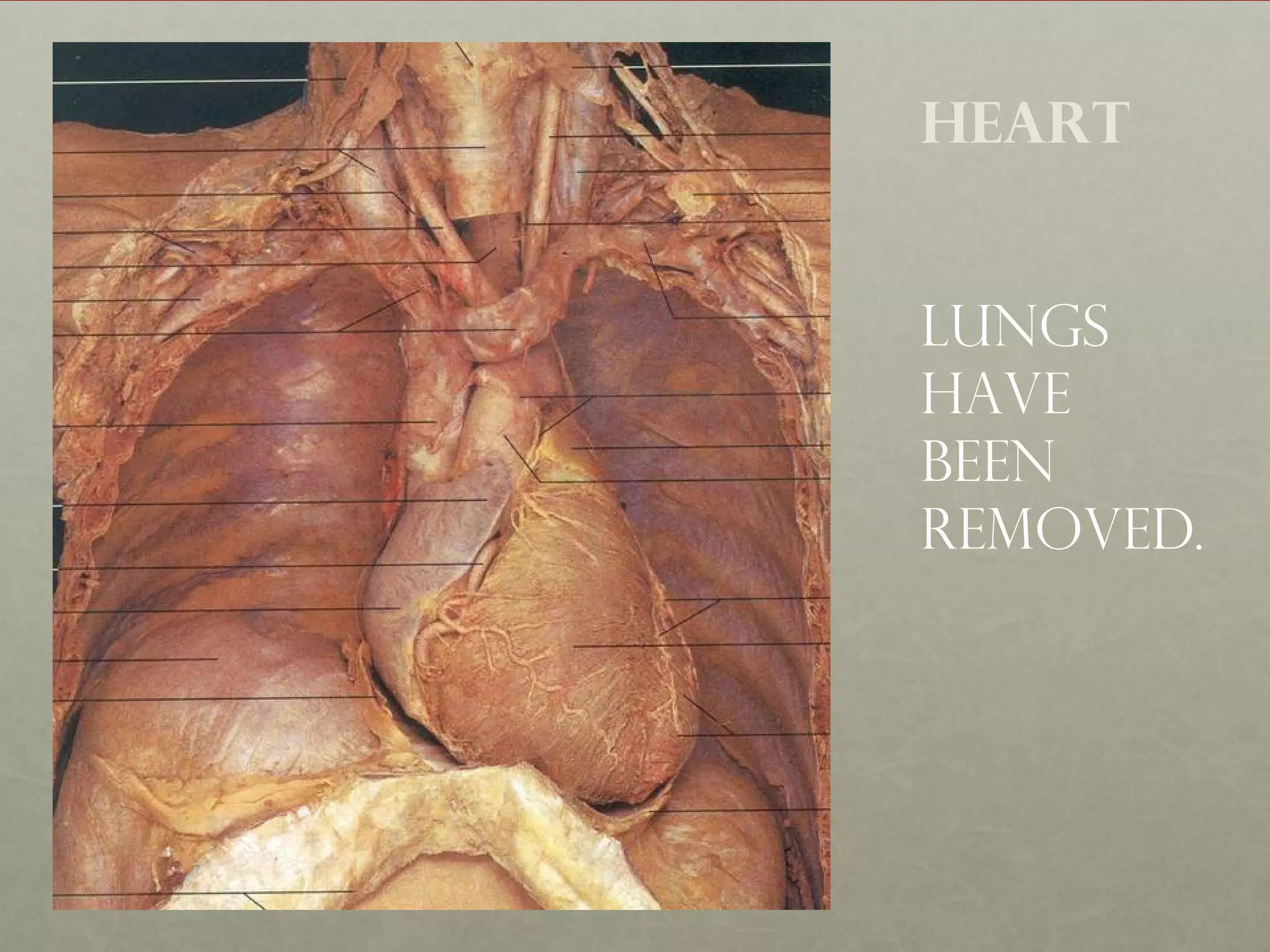 Heart Anatomy and Blood Histology | PPT