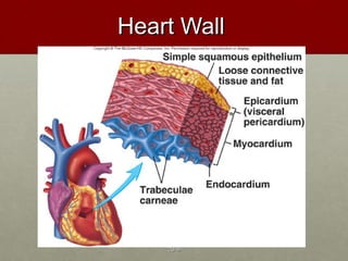 Trabeculae Carneae Histology