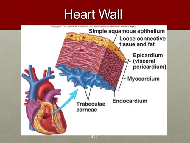 Cardiac Skeleton Histology