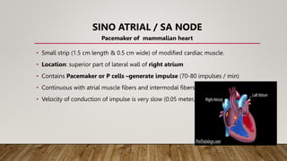 CONDUCTING SYSTEM OF HEART.pptx
