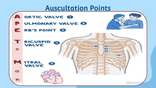Heart Sounds.pptx | Heart and Cardiovascular Diseases | Diseases and ...