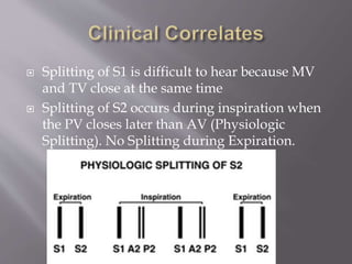 Heart Sounds.Cardiovascular system by Dr Farhan KGMC peshawar | PPT ...