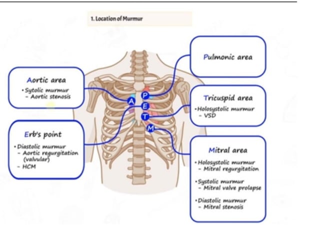 Heart sounds topic cardio vascular system | PDF | Heart and ...