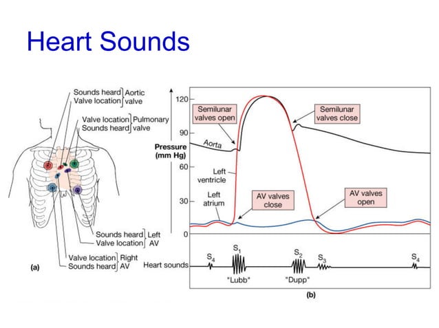 Heart sounds topic cardio vascular system | PDF | Heart and ...