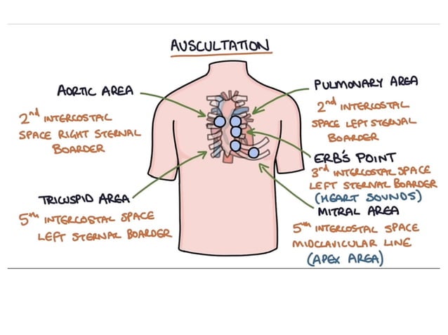 Heart sounds topic cardio vascular system | PDF | Heart and ...