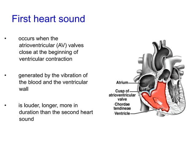 Heart sounds topic cardio vascular system | PDF | Heart and ...