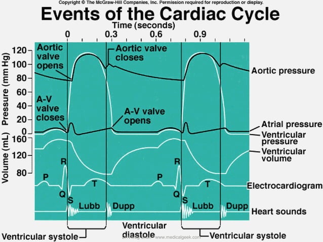 Heart sounds and murmur | PDF