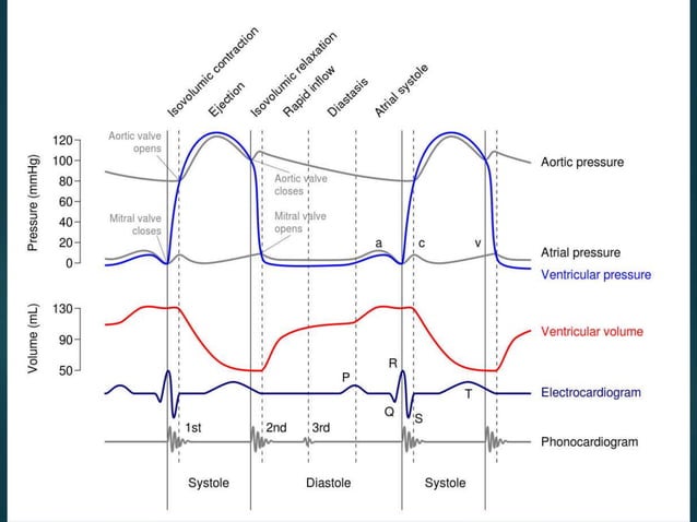 Heart Sounds And Pulse, Abnormalities; Physiology Y2B2.pptx