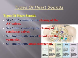 HEART SOUNDS ASSESSMENT FOR NURSES MURUGESH.pptx