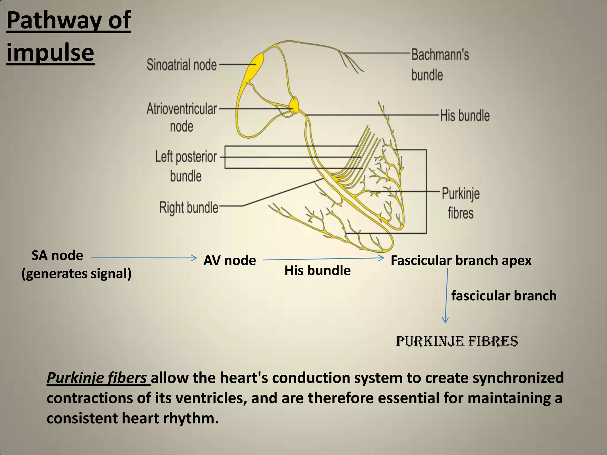 Heart’s pace maker, the sinoatrial node | PPTX