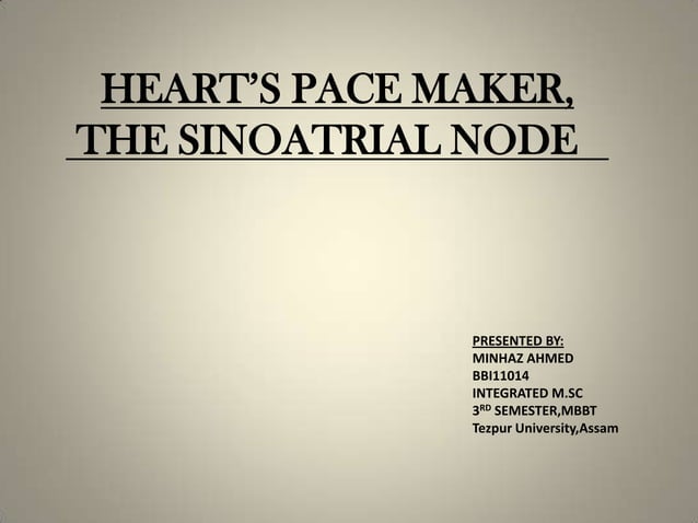 Heart’s pace maker, the sinoatrial node | PPTX