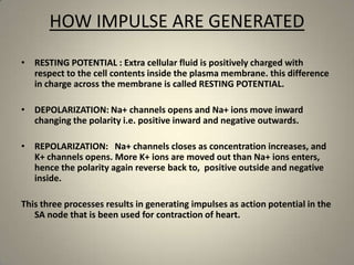 Heart’s pace maker, the sinoatrial node | PPTX