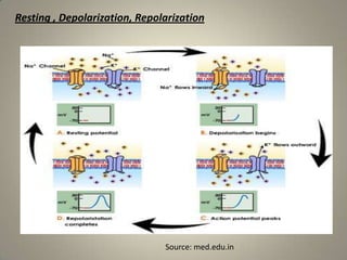 Heart’s pace maker, the sinoatrial node | PPTX