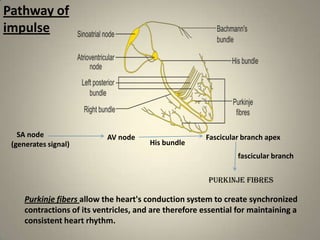 Heart’s pace maker, the sinoatrial node | PPTX