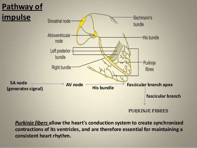 Heart’s pace maker, the sinoatrial node