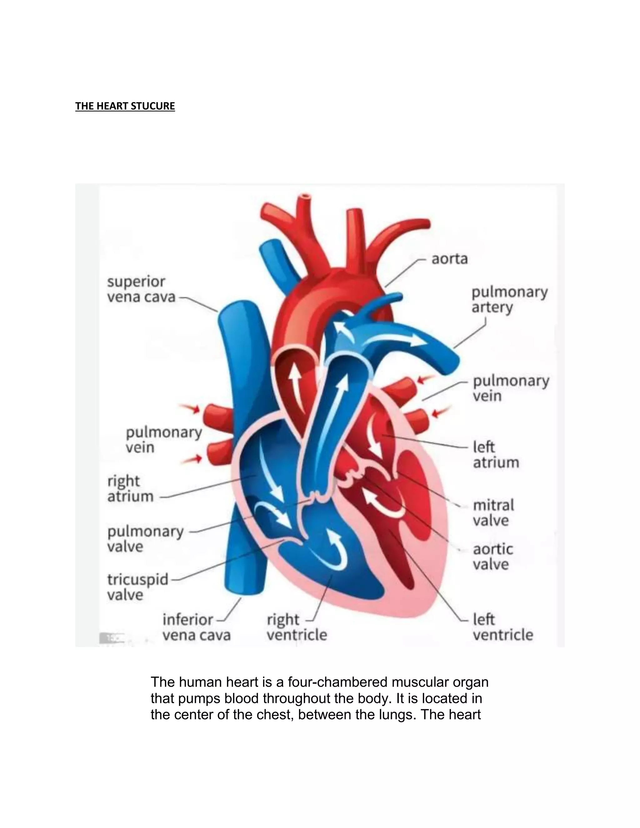 heart structure.docx