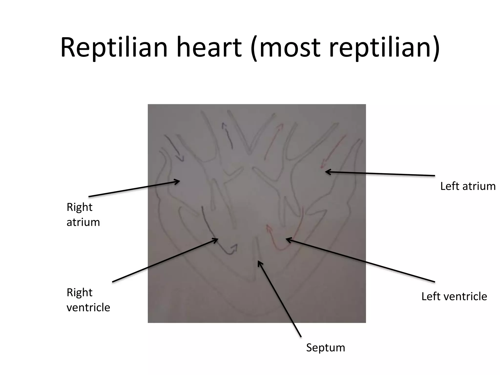 Heart structures and functions of hematocyte | PPTX