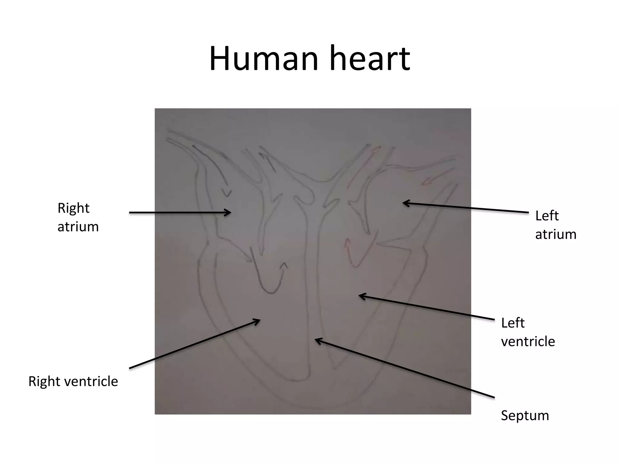 Heart structures and functions of hematocyte | PPTX