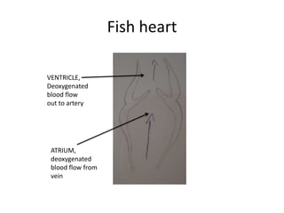Heart structures and functions of hematocyte | PPTX