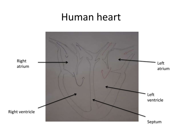 Heart structures and functions of hematocyte | PPTX | Heart and ...