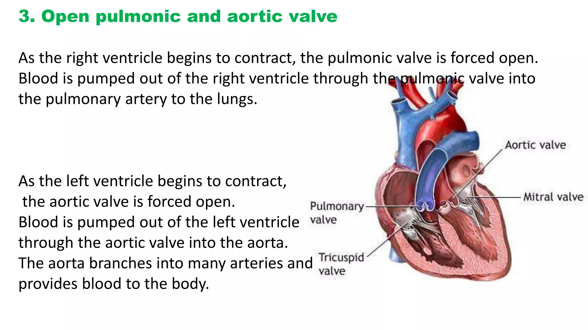 Heart valves- A detailed medical information about heart valves . | PPTX