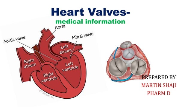 Heart valves- A detailed medical information about heart valves ...