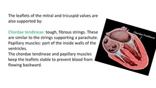 Heart valves- A detailed medical information about heart valves ...