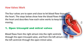 Heart valves- A detailed medical information about heart valves ...