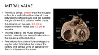 ANATOMY OF HEART VALVES AND PROSTHETIC VALVES.pptx