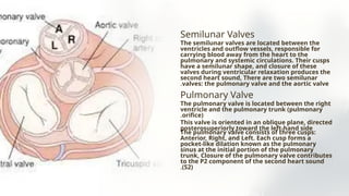 Comprehensive Anatomical and Physiological Description of Human Heart ...