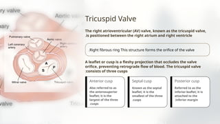 Comprehensive Anatomical and Physiological Description of Human Heart ...