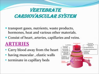 HEART_VERTEBRATES_PDF7g8g8g8g8ggig8g8g8g8g | PDF | Heart and ...