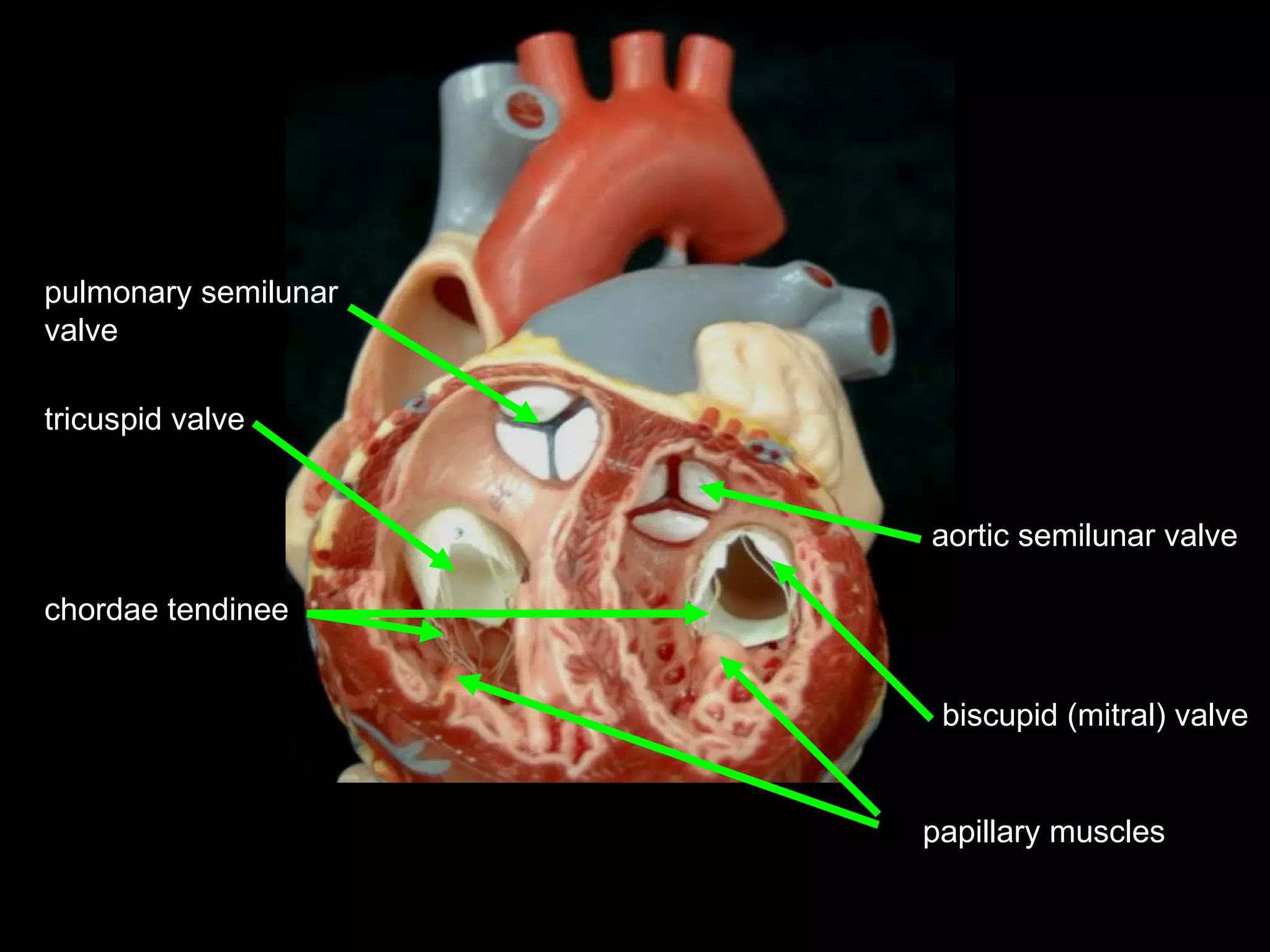 Heart without labels | PPT