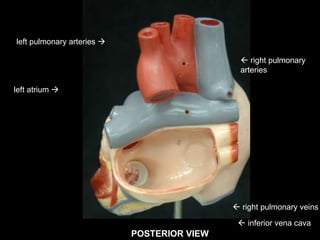 Heart without labels | PPT