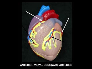 Heart without labels | PPT