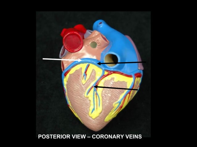 Heart without labels | PPT